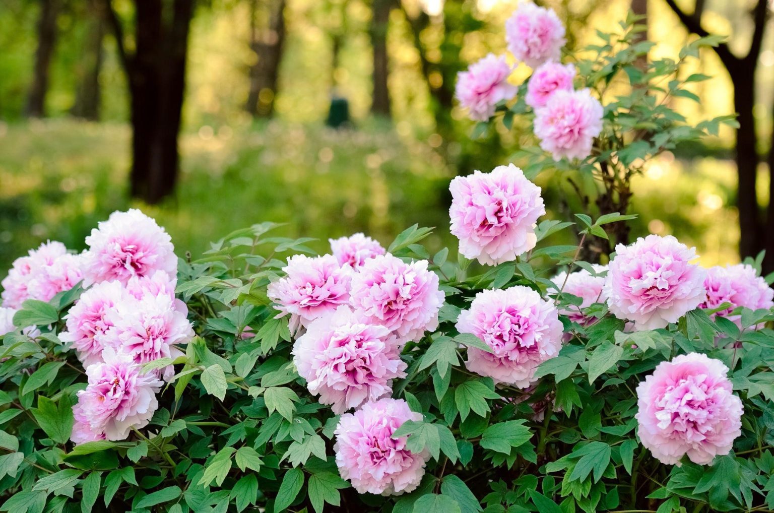 Inilah 7 Jenis Bunga yang Sangat Cocok untuk Bahan Buket